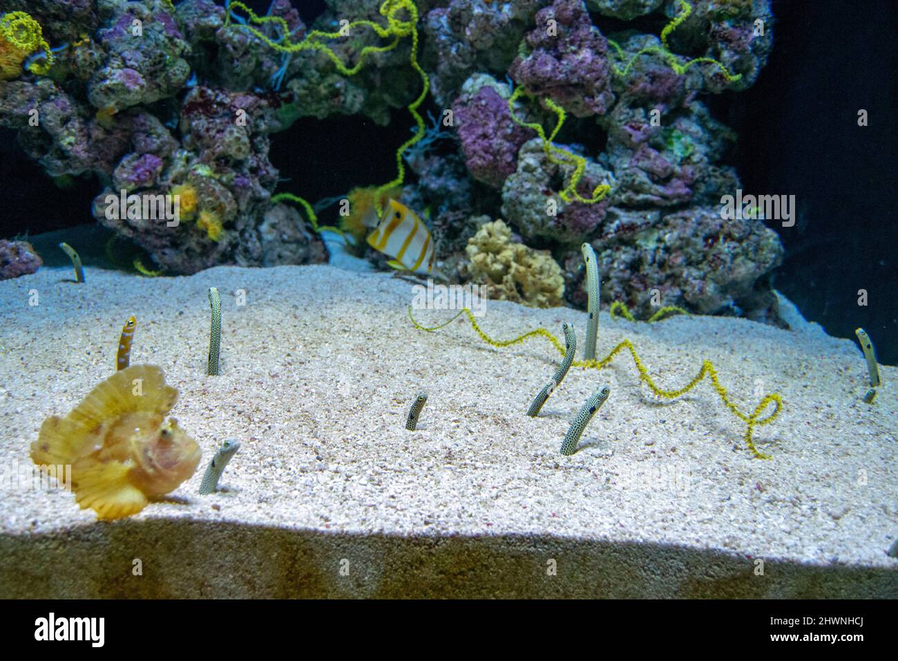 The garden eels are the subfamily Heterochongrinae in the conger eel ...