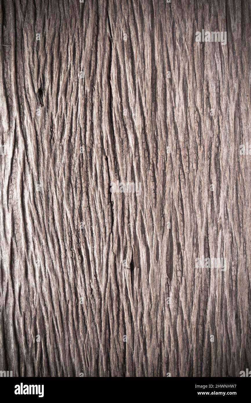 Texture of old bark wood use for natural background Stock Photo - Alamy