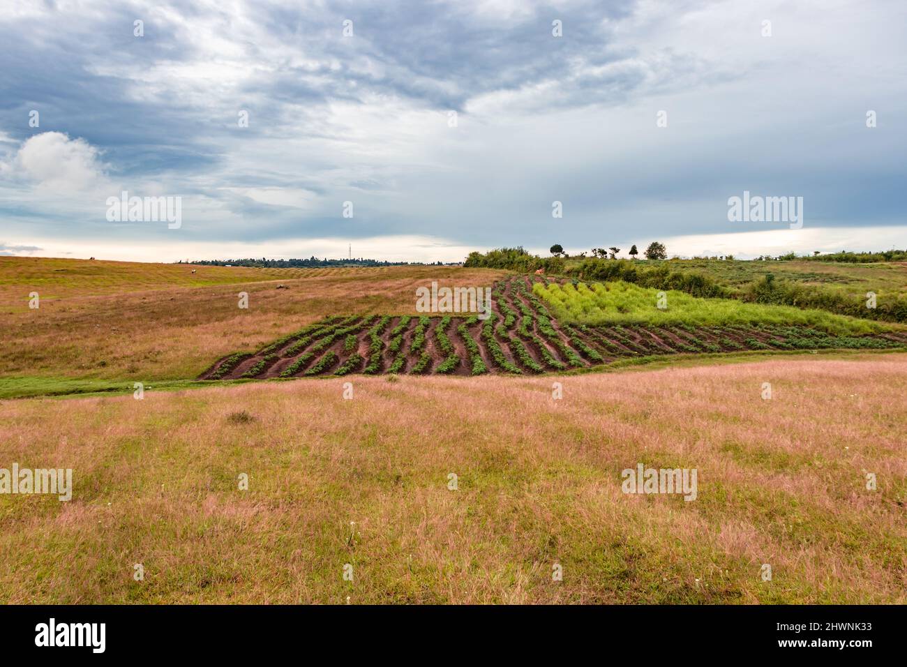 countryside yellow grass farming fields with cloudy sky at morning ...