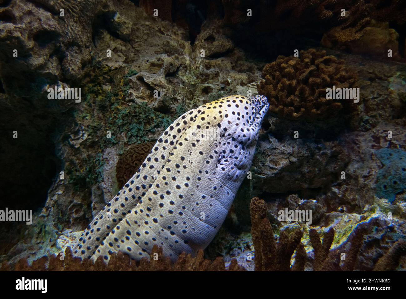Mediterranean moray, Roman eel, Muraena helena, Its bite can be ...