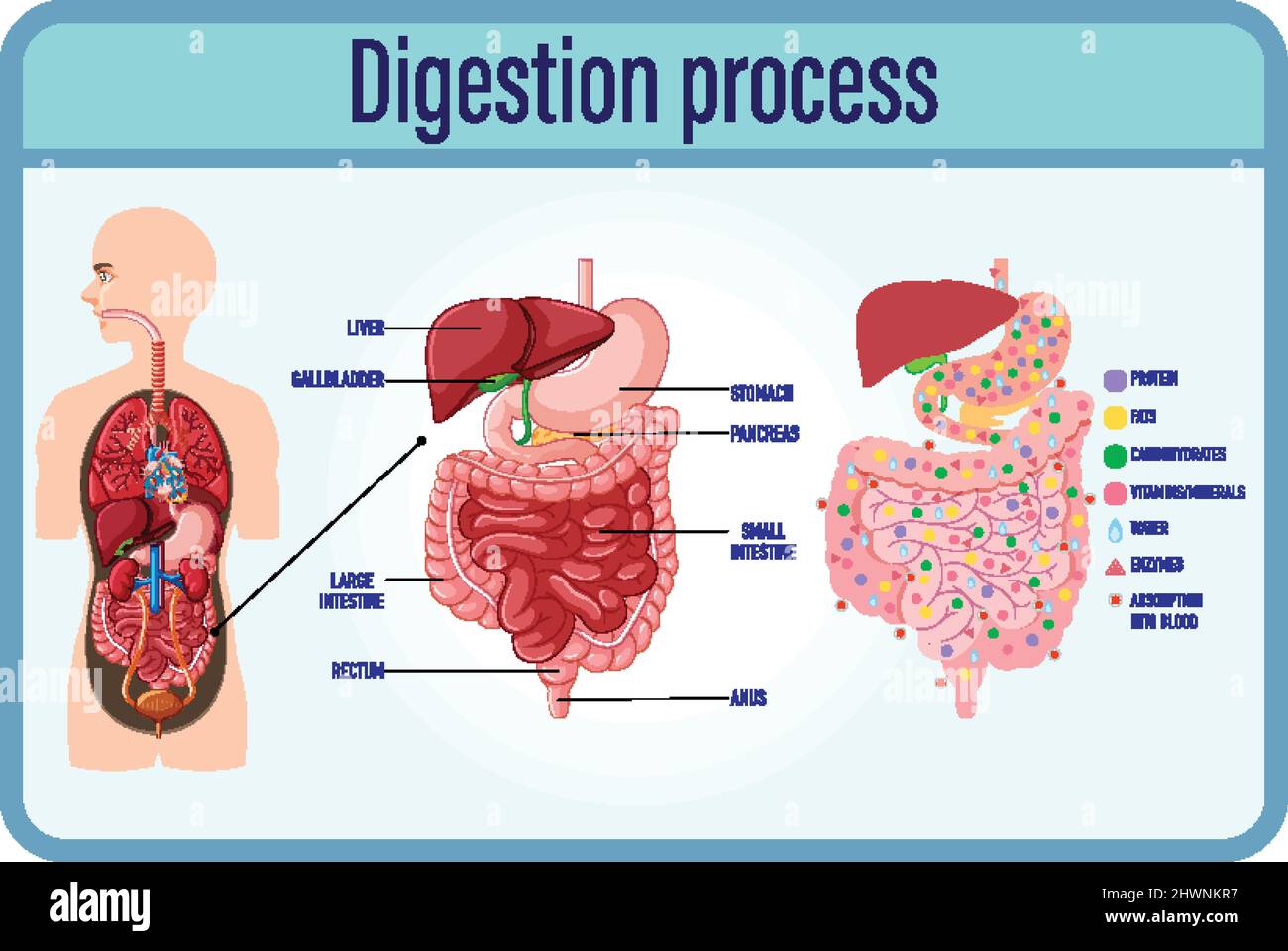 Digestion anddigestion cells and small intestine illustration Stock ...