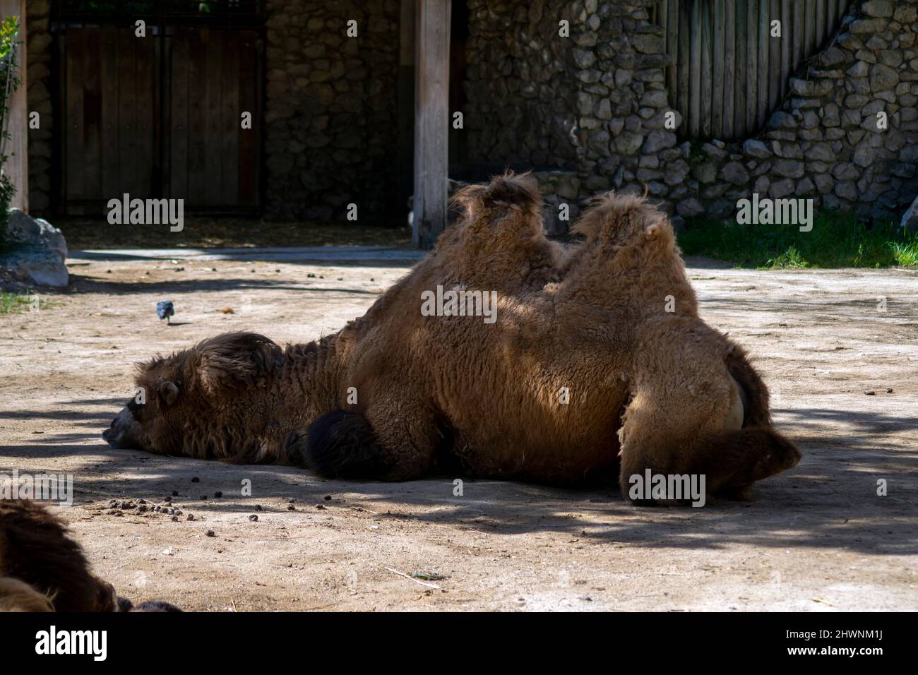 The wild Bactrian camel is a critically endangered species of camel ...