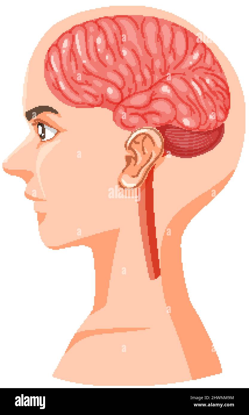 Human head section with brain illustration Stock Vector Image & Art - Alamy