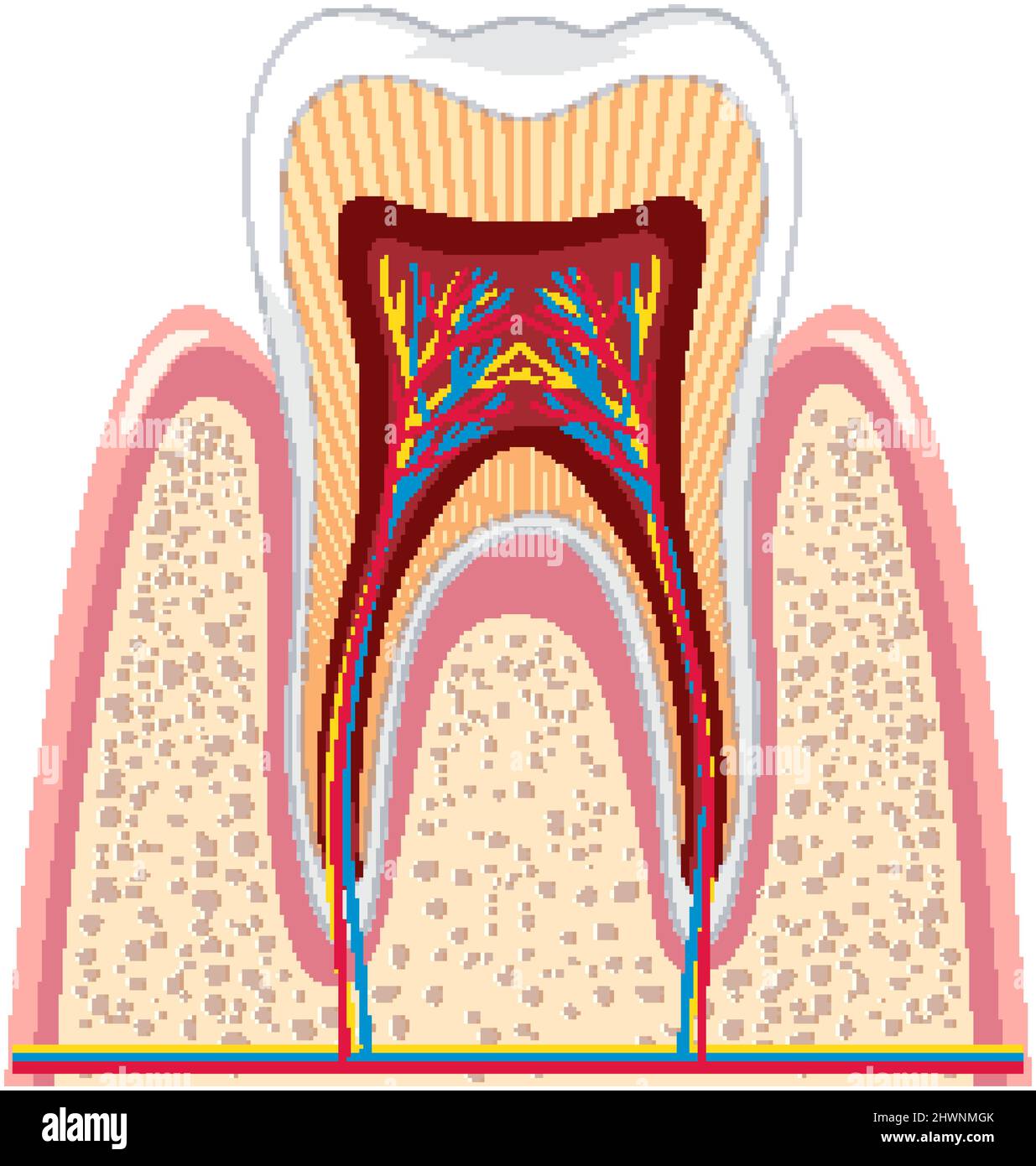 Tooth anatomy in gum on white background illustration Stock Vector ...