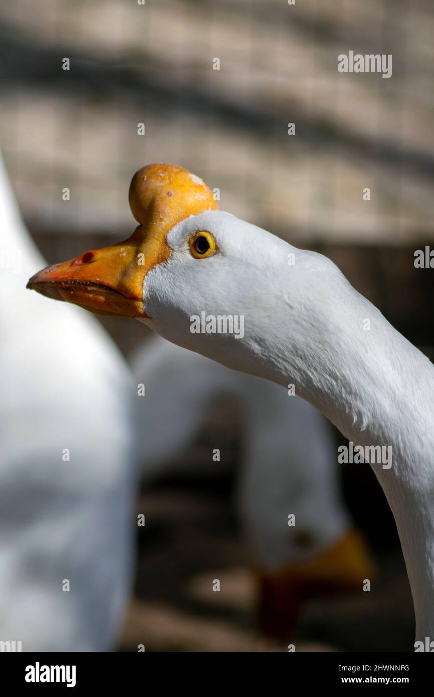Goose with long neck hi-res stock photography and images - Alamy
