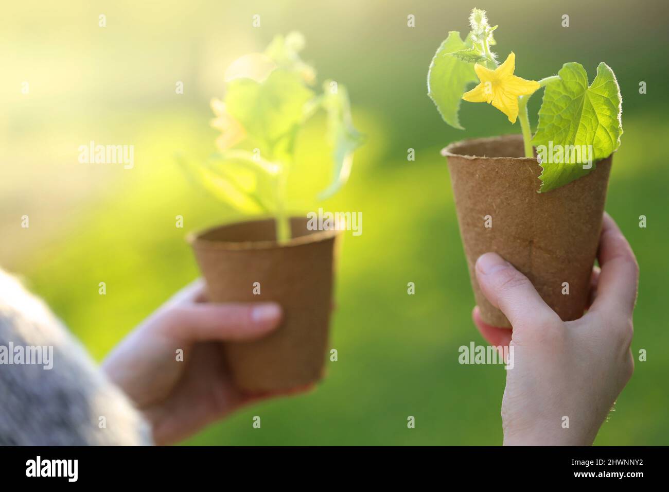 Cucumbers Seedlings In Hand In The Sun In A Spring Garden Plant Growing