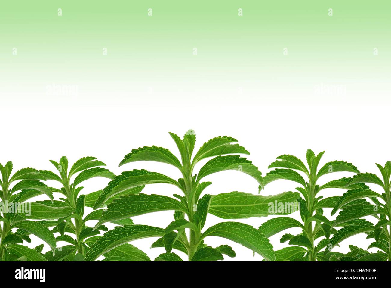 Stevia banner.Stevioside Sweetener. stevia twig isolated on white ...