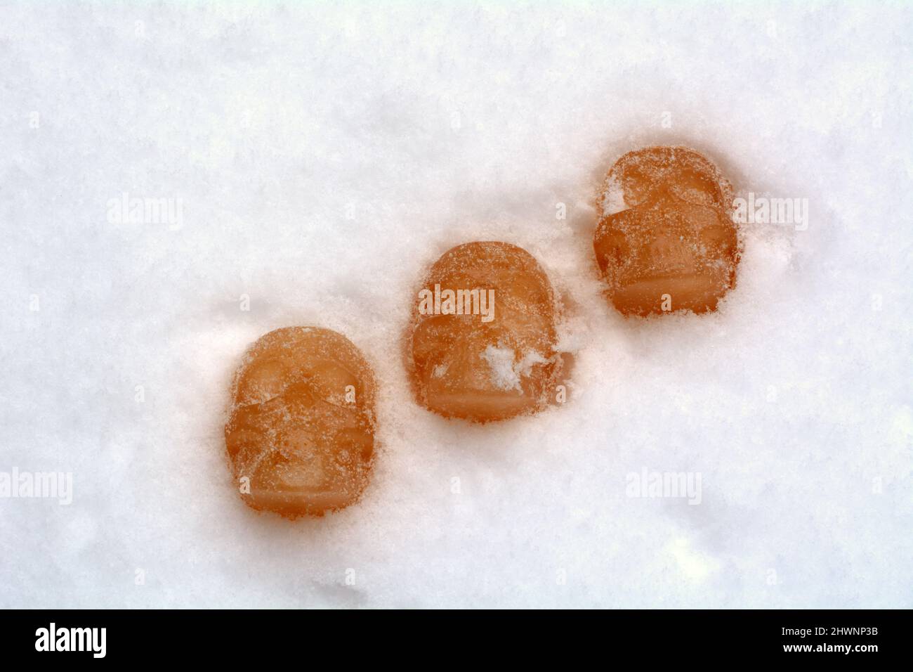 Skeleton skull ice cubes made from tea in snow as snowflakes fall on ...