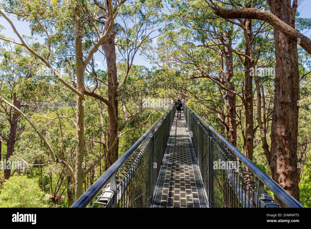 People walking among the tree tops at the Valley of the Giants Tree Top ...