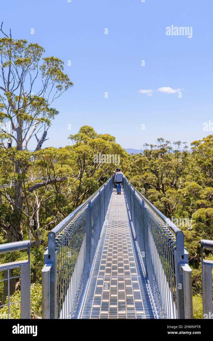 People walking among the tree tops at the Valley of the Giants Tree Top ...