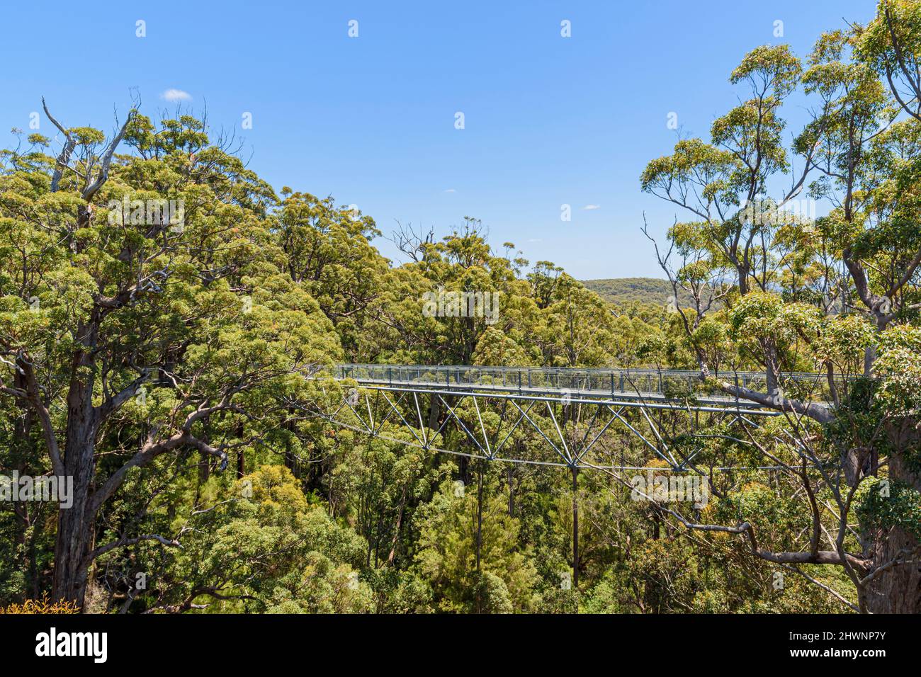 Canopy giant hi-res stock photography and images - Alamy