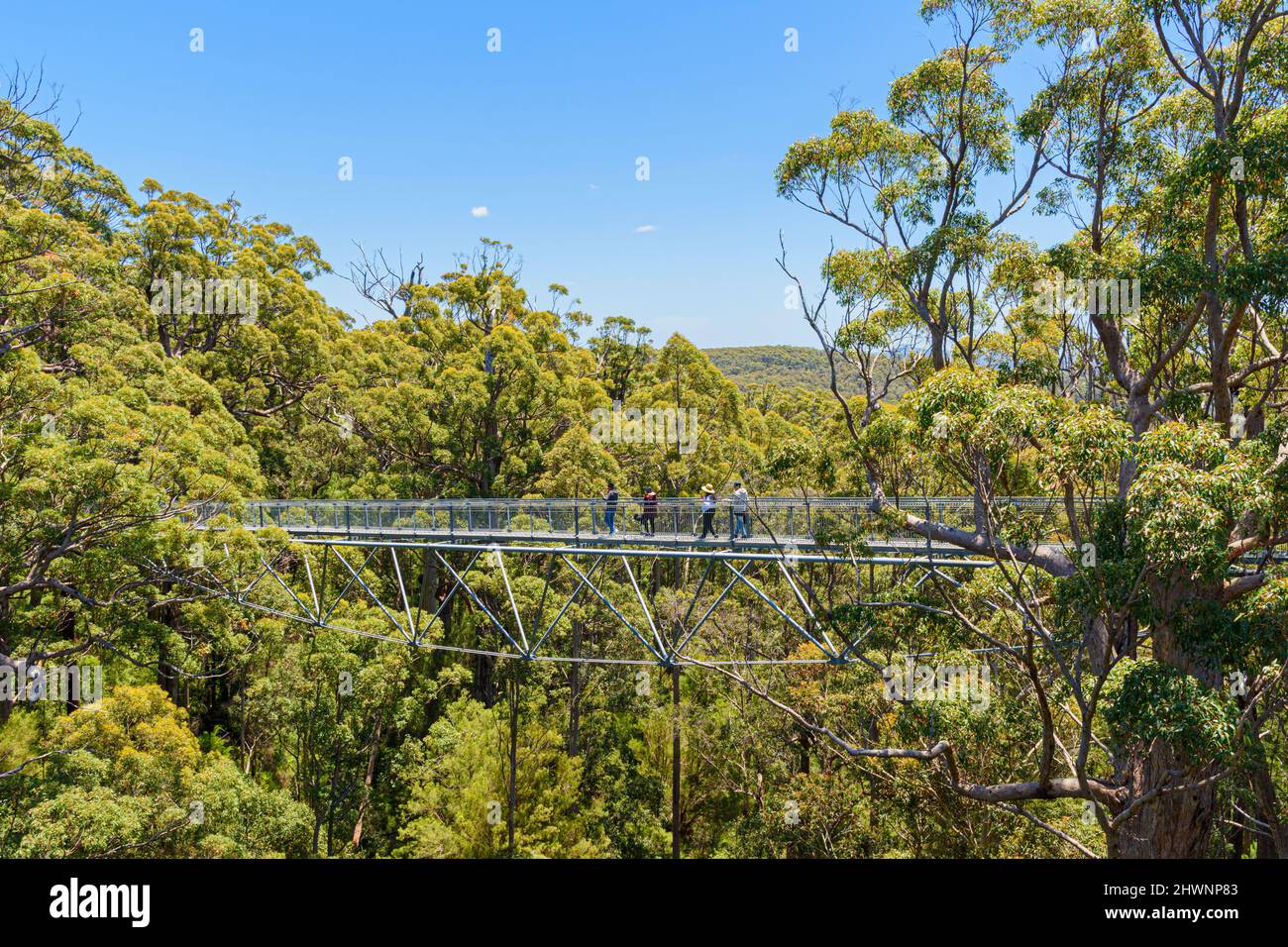 People walking among the tree tops at the Valley of the Giants Tree Top ...