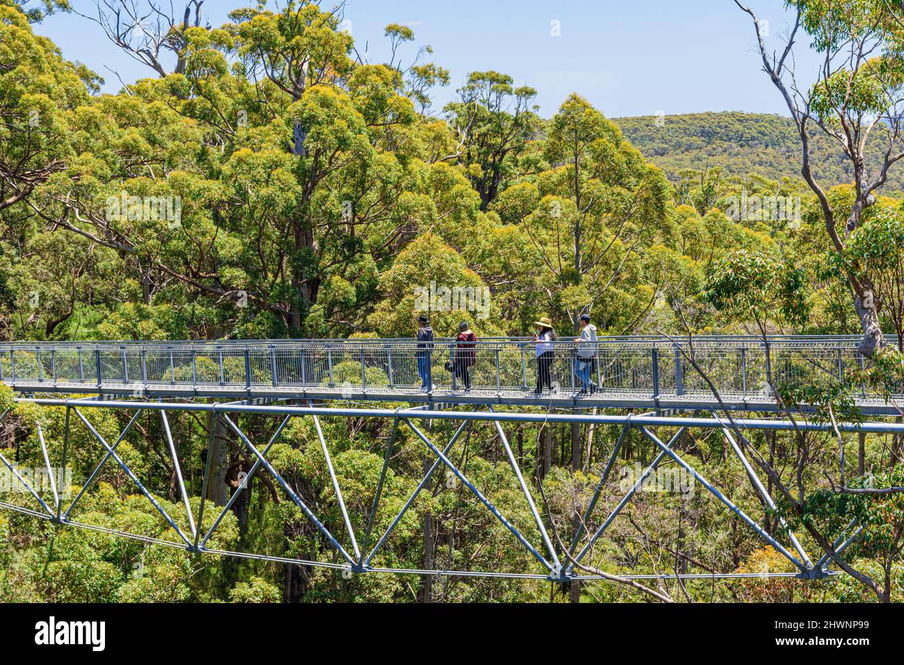 People walking among the tree tops at the Valley of the Giants Tree Top ...