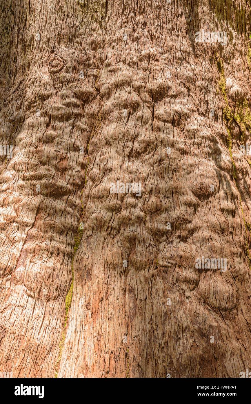 Gnarled bark on a tingle tree at The Ancient Empire at the Valley of ...