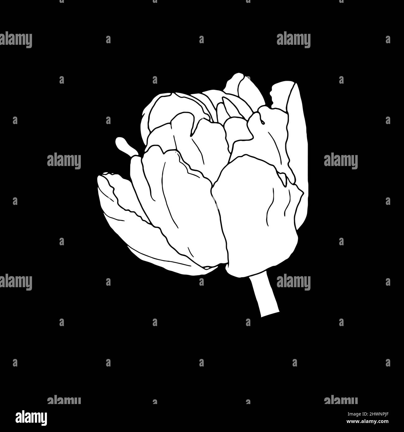 Tulip. Hand drawn spring flowers line art. Isolated on black background ...
