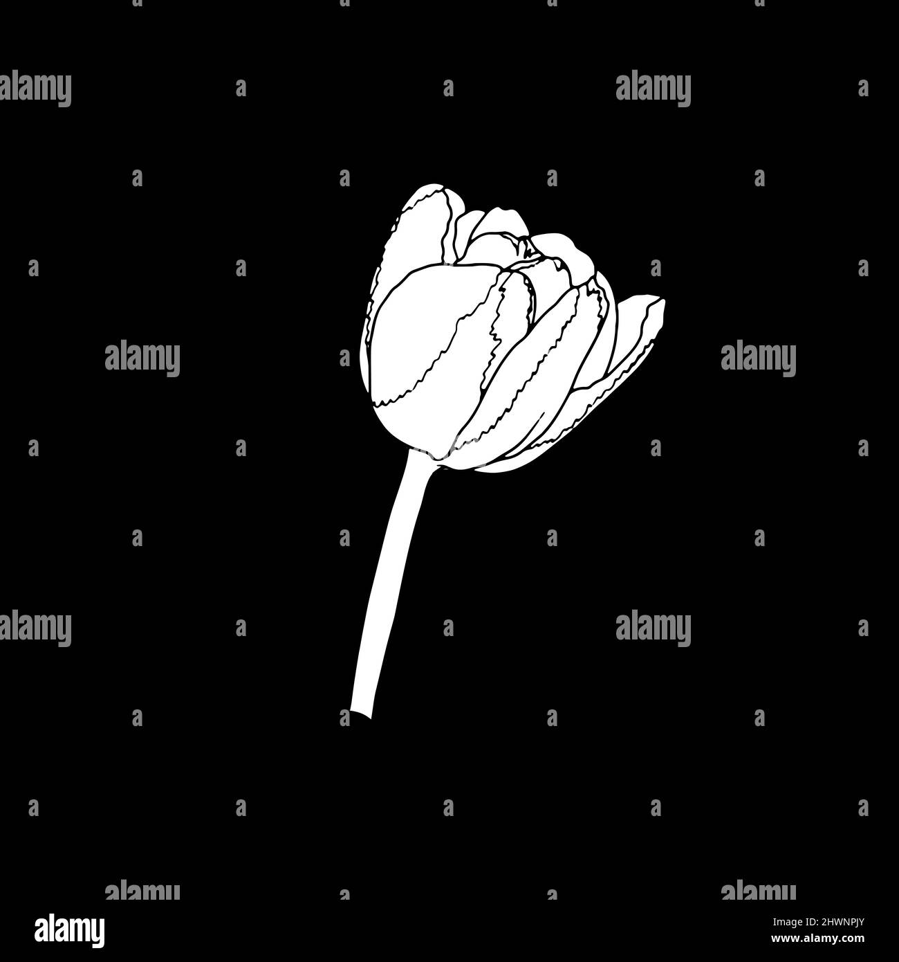 Tulip. Hand drawn spring flowers line art. Isolated on black background ...