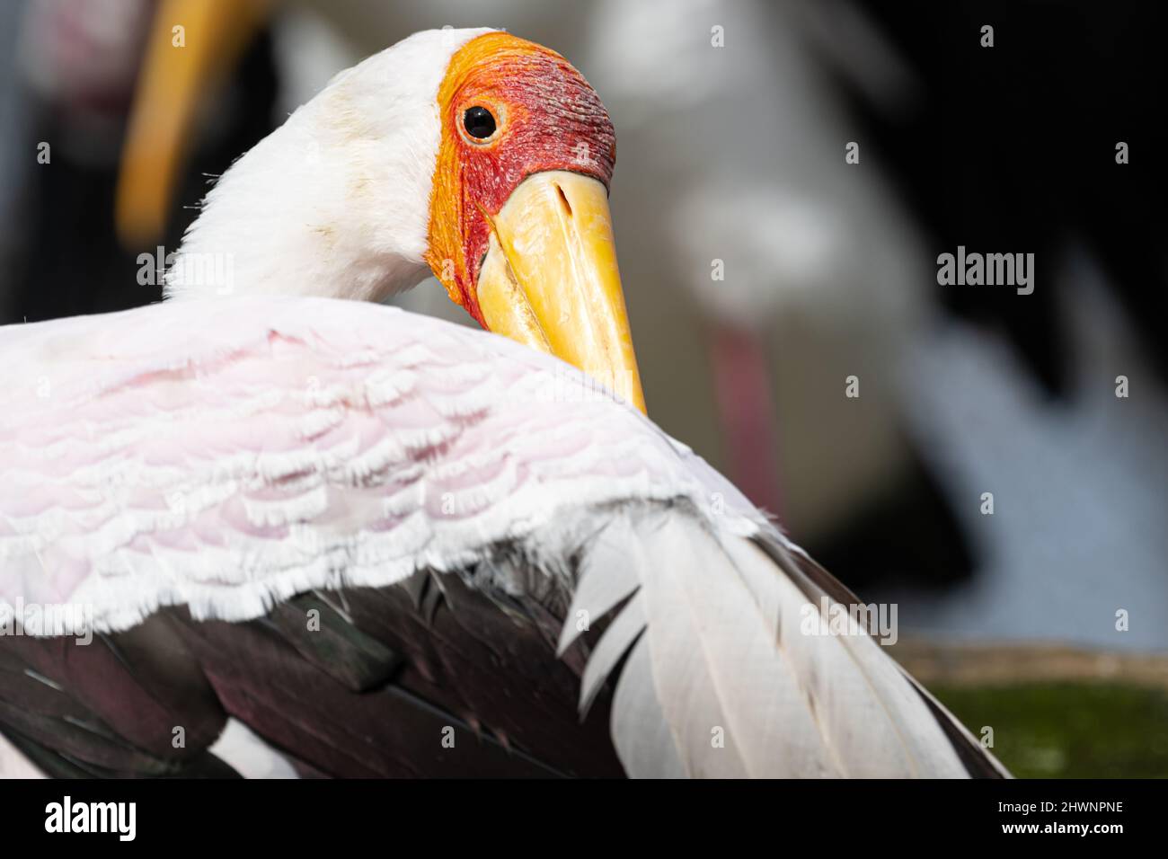 Peeking yellow billed stork (Mycteria ibis) in the River Valley Aviary ...