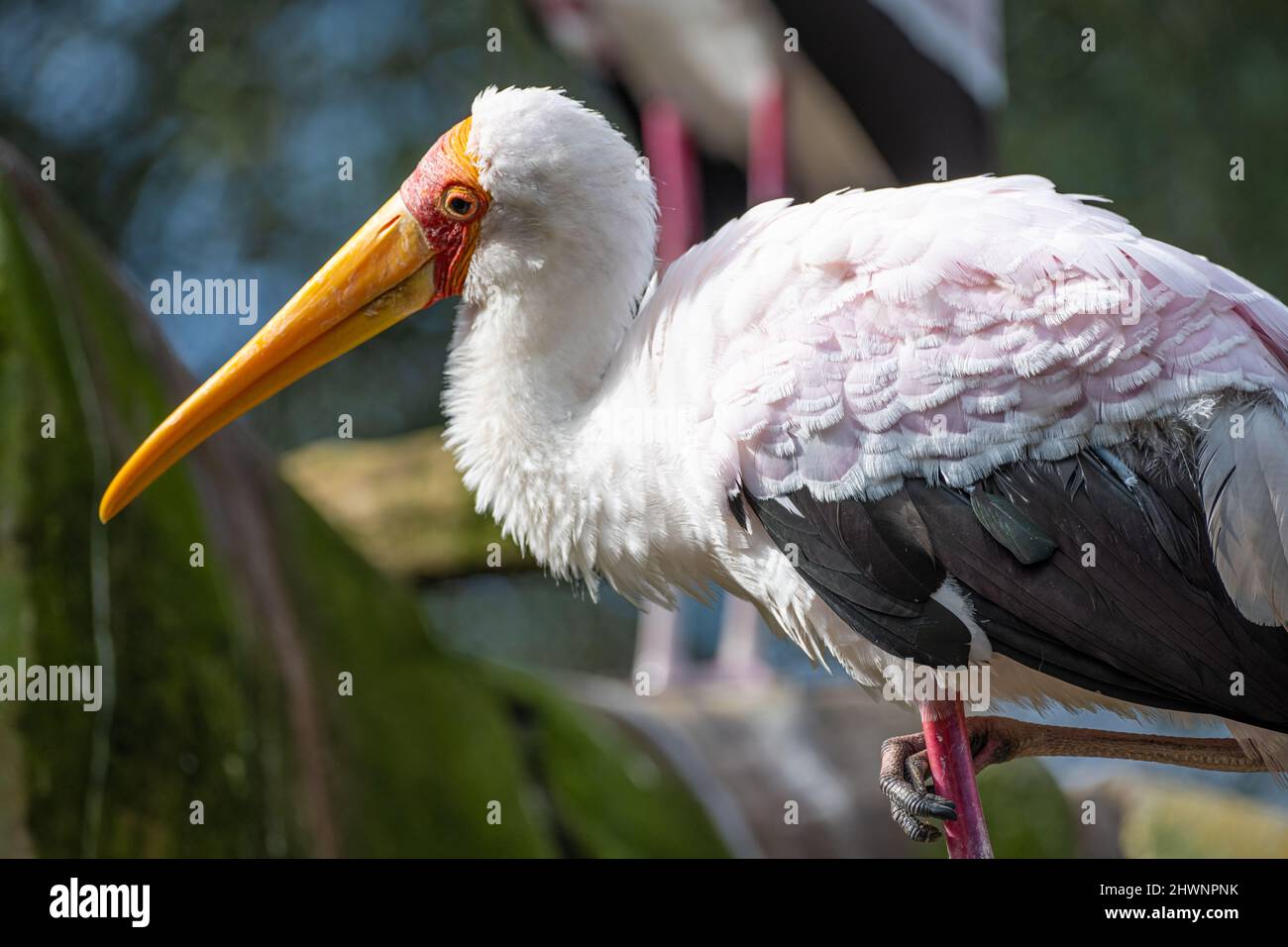 Yellow billed stork (Mycteria ibis) in the River Valley Aviary at ...