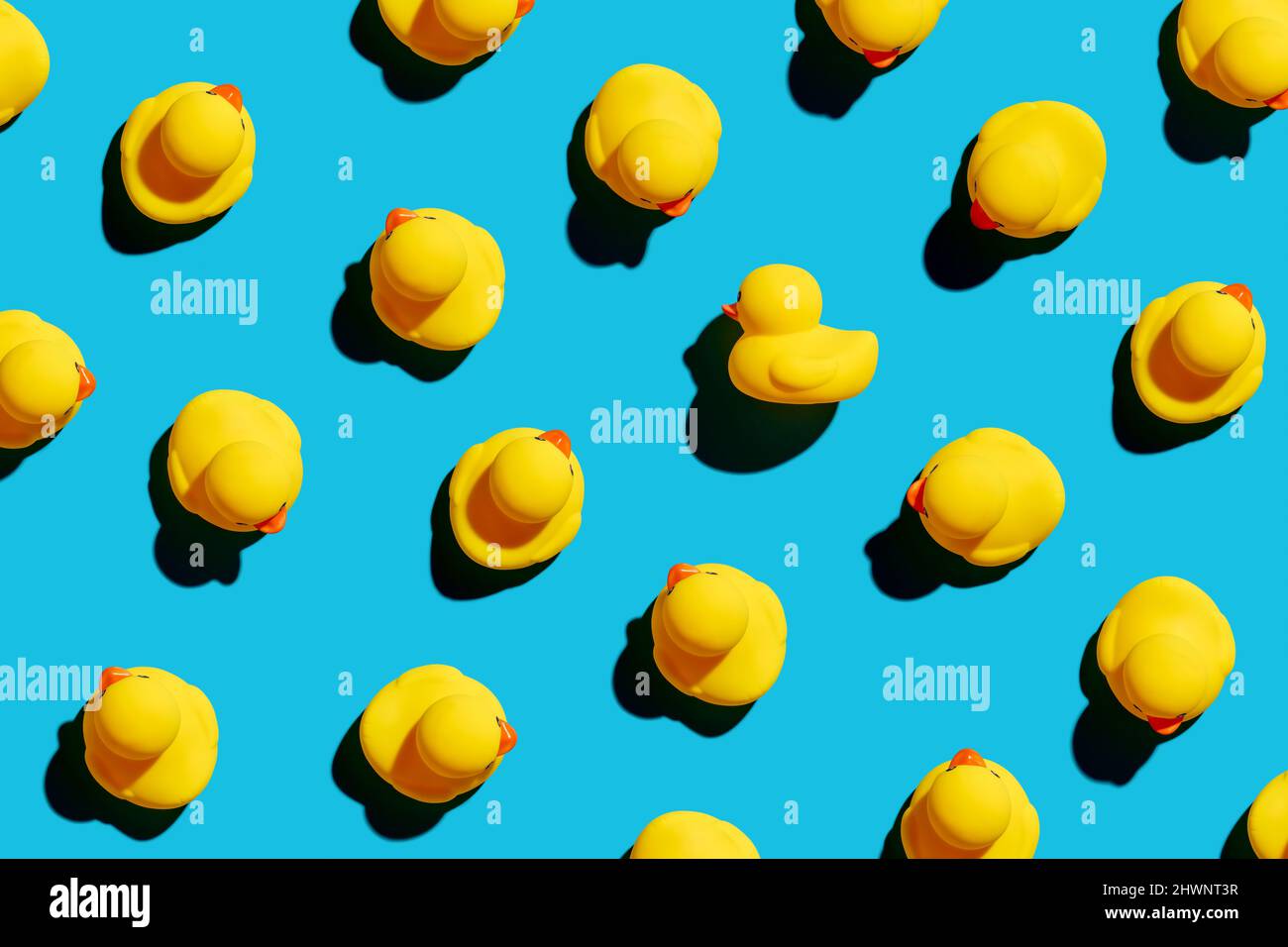 Animal stand out crowd hi-res stock photography and images - Alamy