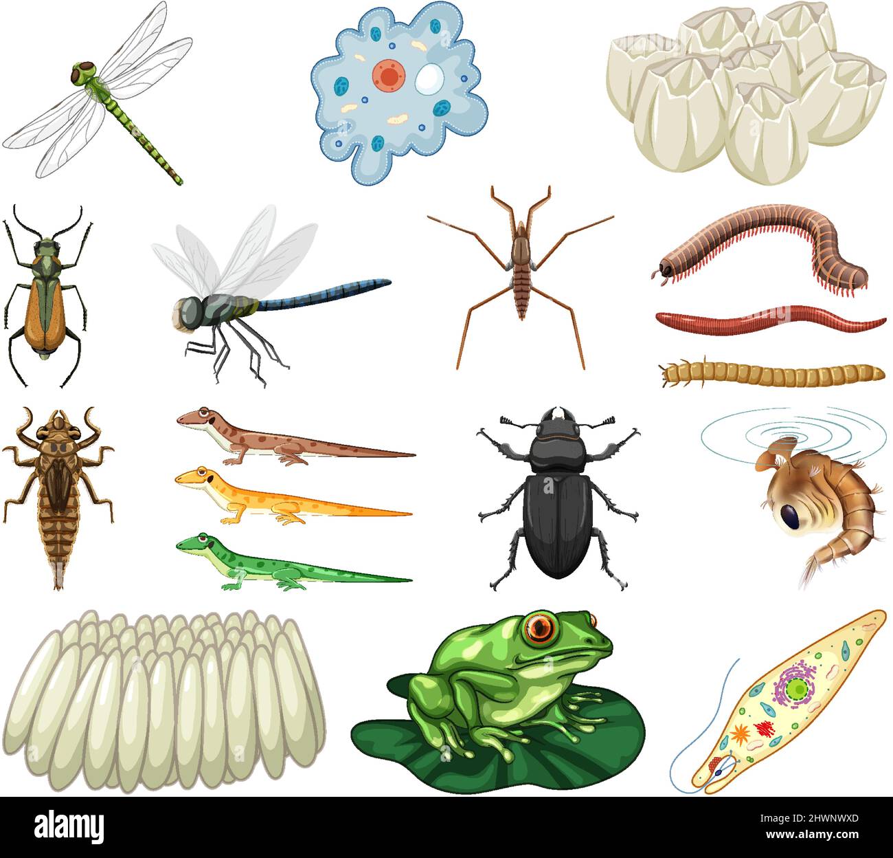Different kinds of insects and animals on white background illustration ...