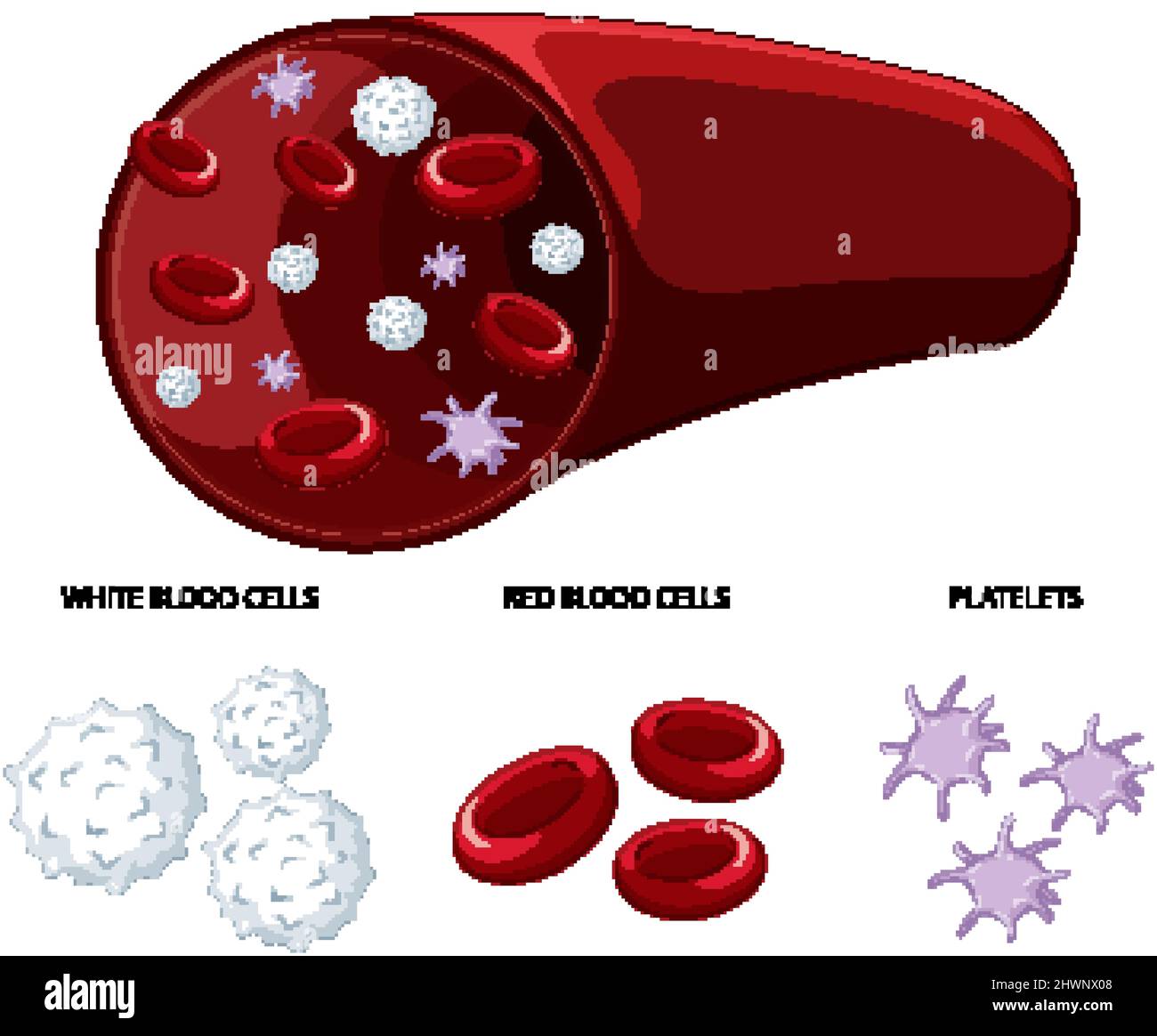 Type of human blood cells on white background illustration Stock Vector ...