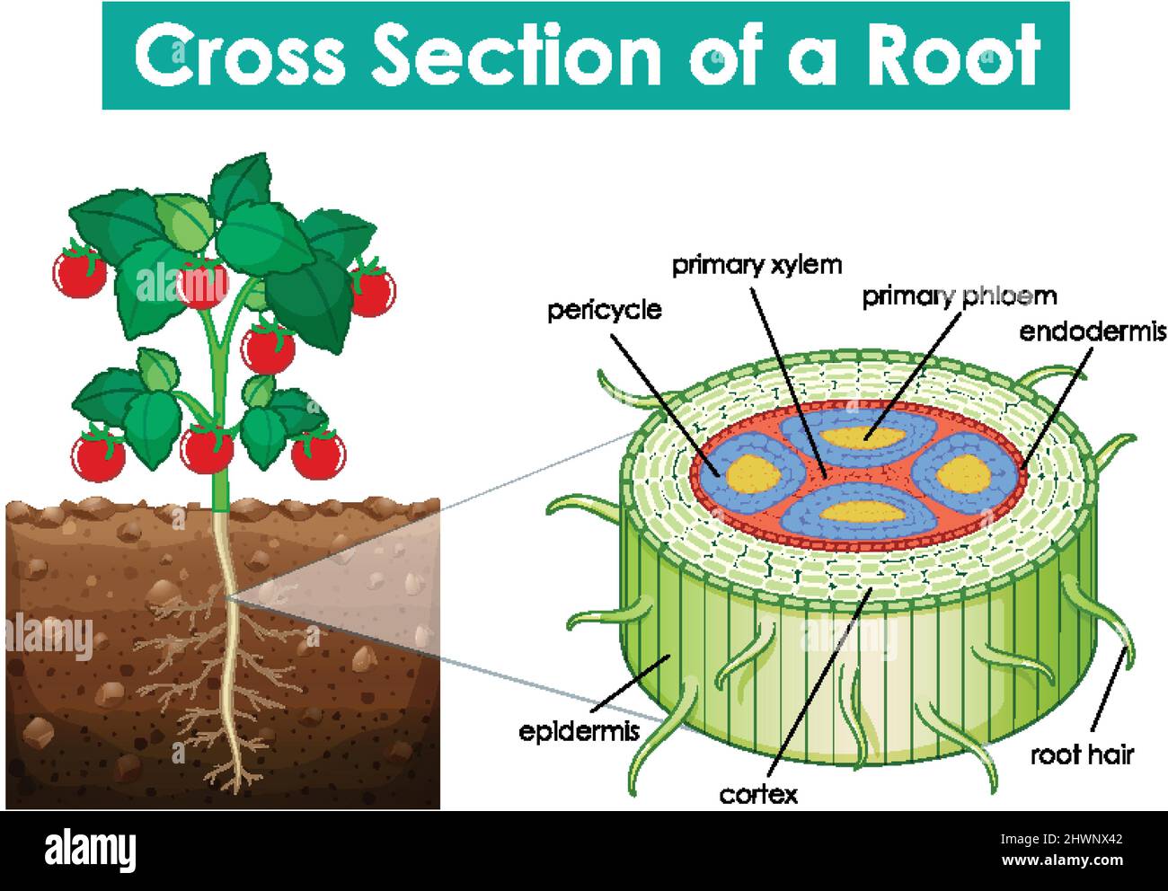 Diagram showing cross section of a root illustration Stock Vector Image ...