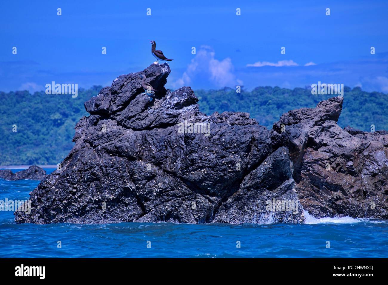 Costa rica sea bird hi-res stock photography and images - Alamy