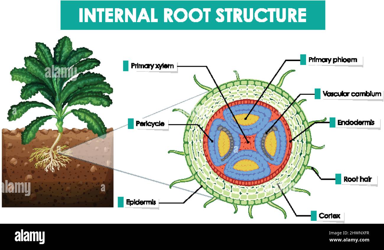 Diagram showing internal root structure illustration Stock Vector Image ...