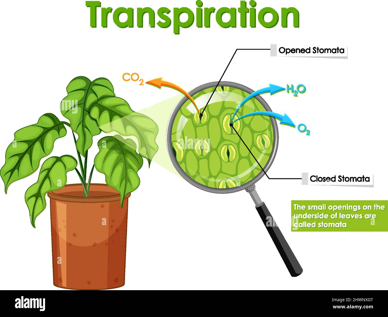 Transpiration in plant on white background illustration Stock Vector ...
