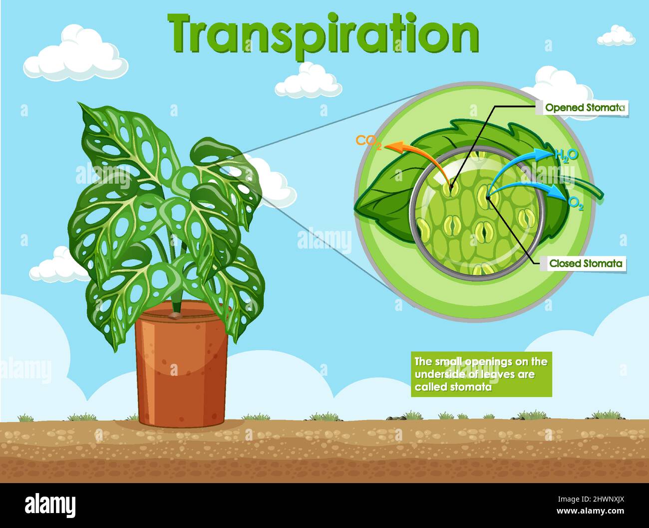 Transpiration Experiment For Kids