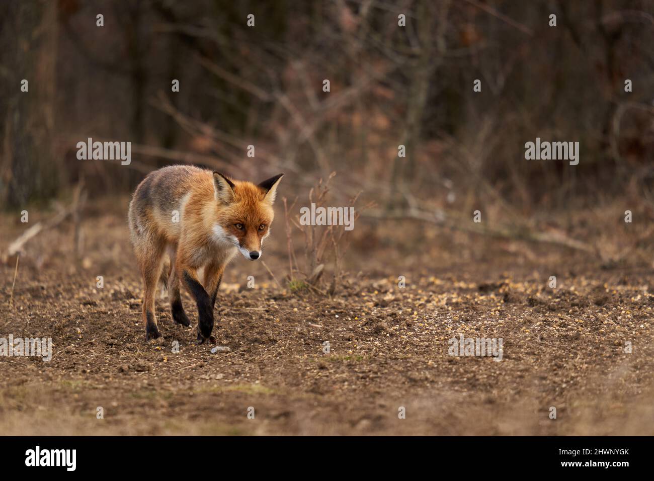 Adult fox foraging for food at the edge of the forest Stock Photo - Alamy