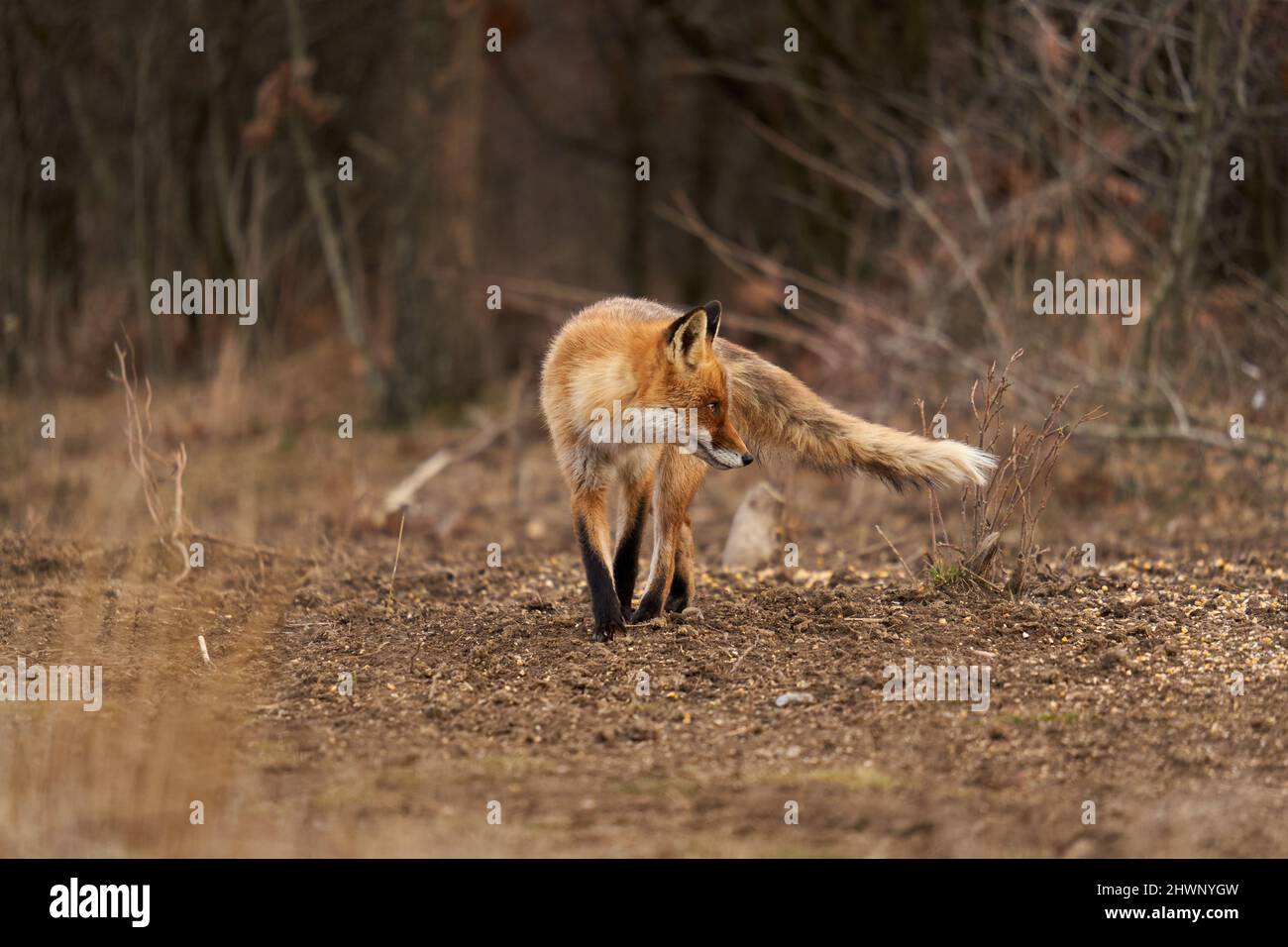 Adult fox foraging for food at the edge of the forest Stock Photo - Alamy