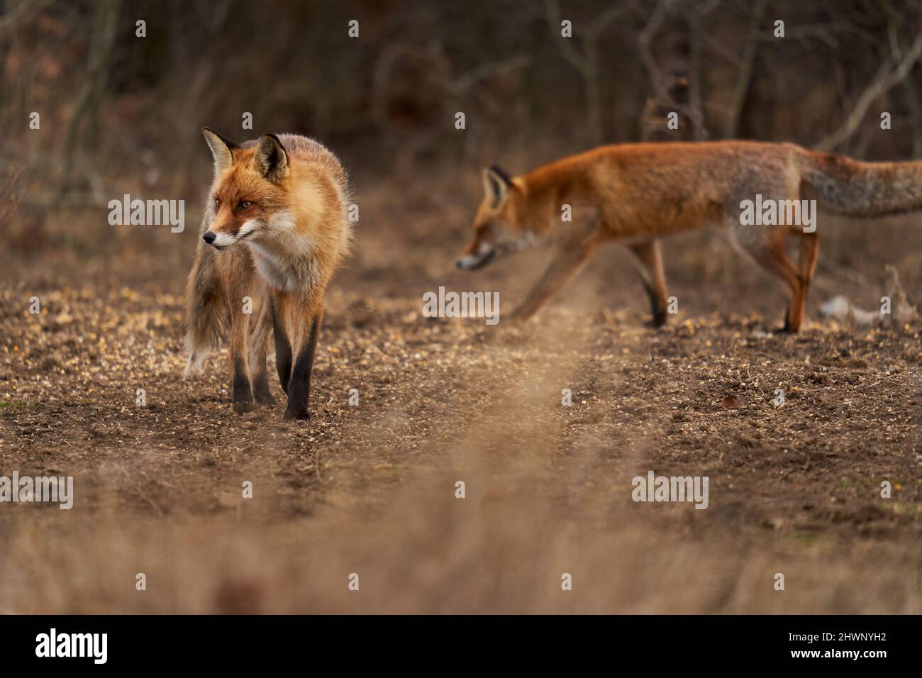 Adult fox foraging for food at the edge of the forest Stock Photo - Alamy