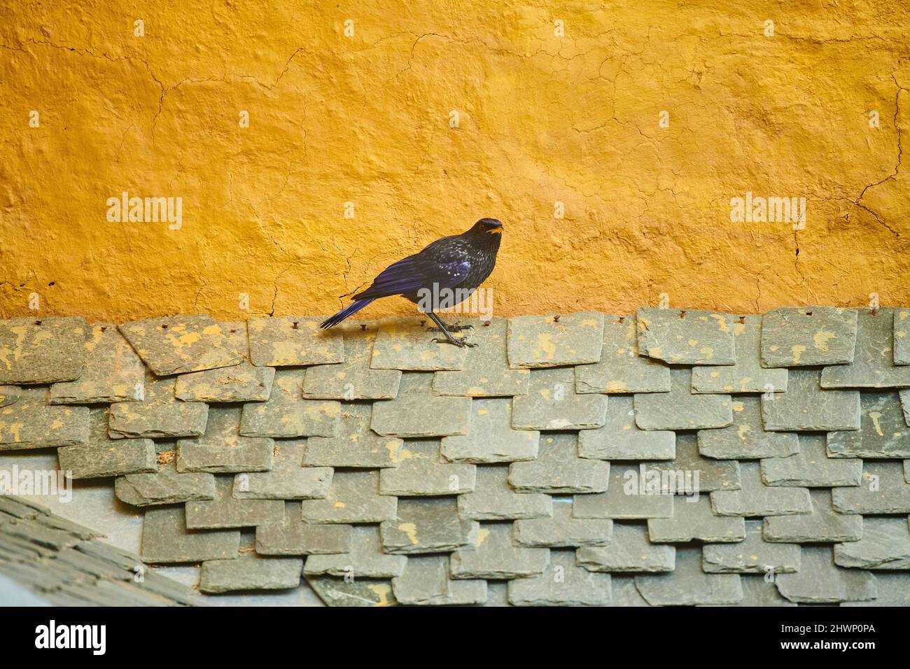 A Blue Whistling Thrush (Myophonus caeruleus) in the Himalayan Village ...