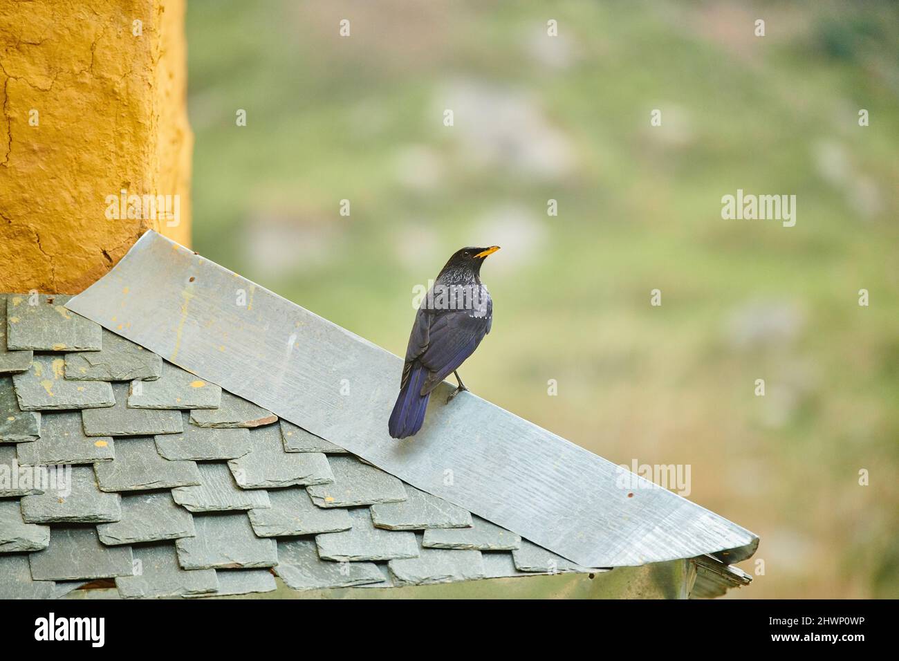A Blue Whistling Thrush (Myophonus caeruleus) in the Himalayan Village ...