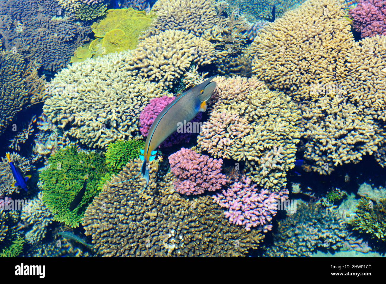 Fish, coral and other bright and colorful inhabitants of the Red Sea ...