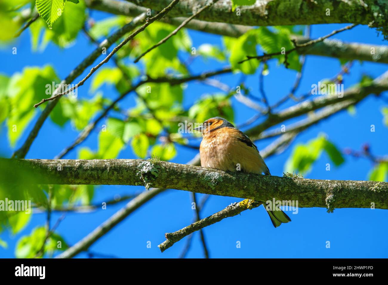 Colorful chaffinch in a tree Stock Photo - Alamy