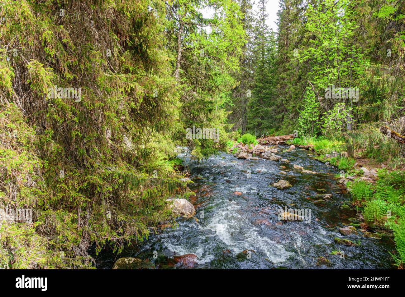 River flowing through a forest Stock Photo - Alamy
