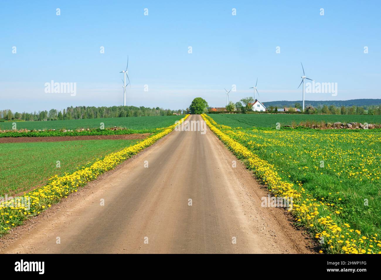 Country road with flowering dandelion flowers Stock Photo - Alamy