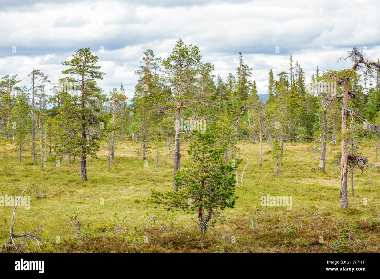 Old growth forest landscape views Stock Photo - Alamy