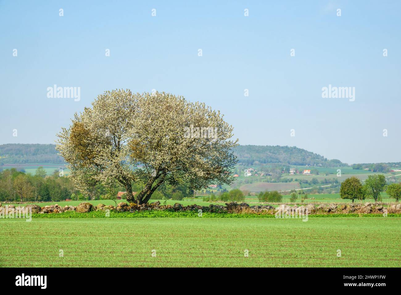 Single fruit tree hi-res stock photography and images - Alamy