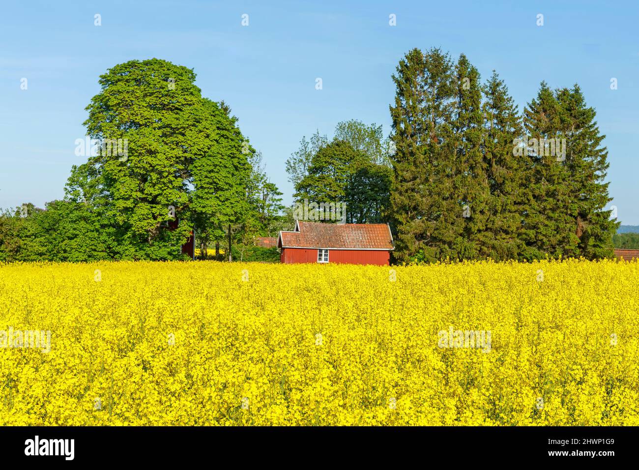 Red wood house at a flowering yellow rapeseed field Stock Photo - Alamy