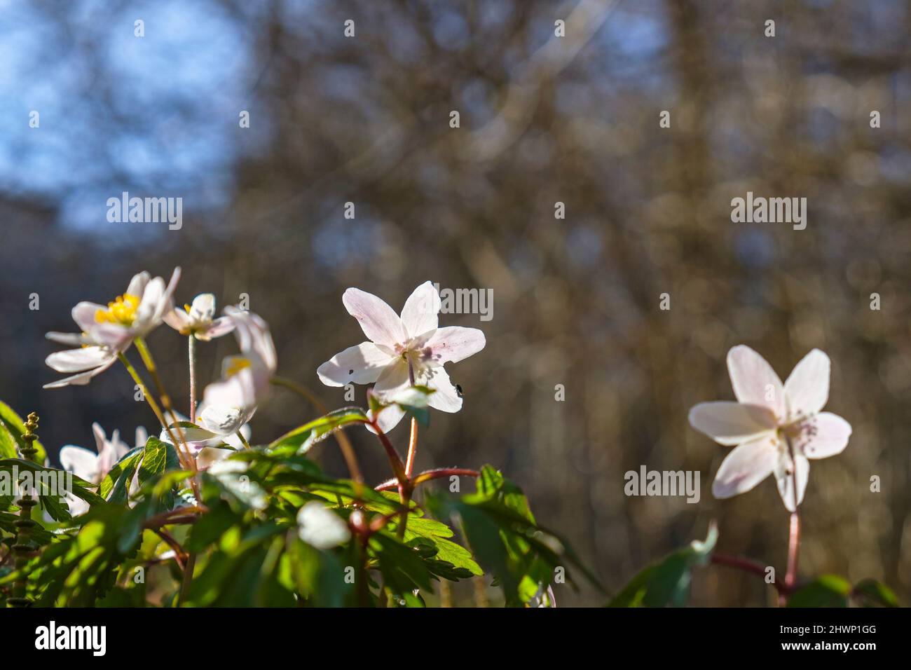 Wood Anemones early spring flowers Stock Photo - Alamy