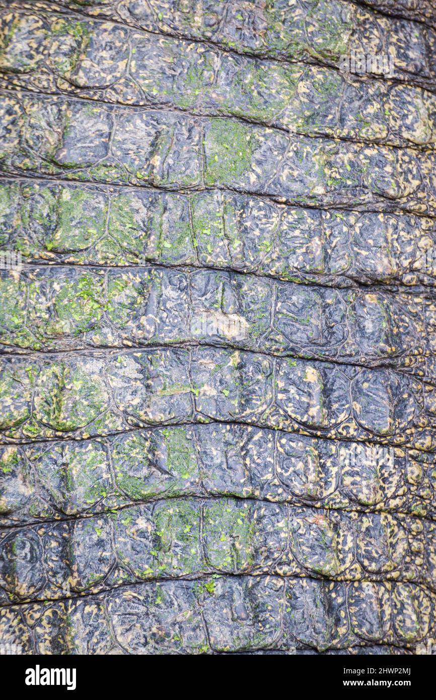 Crocodile texture skin with water background Stock Photo - Alamy