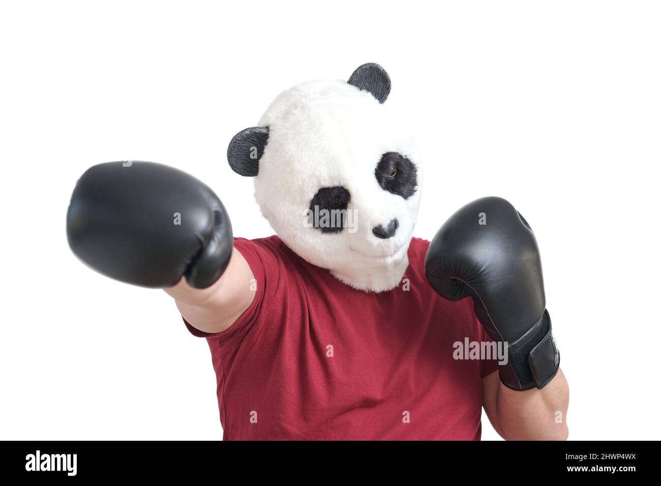 Man wearing a panda mask and boxing gloves doing a right straight punch ...
