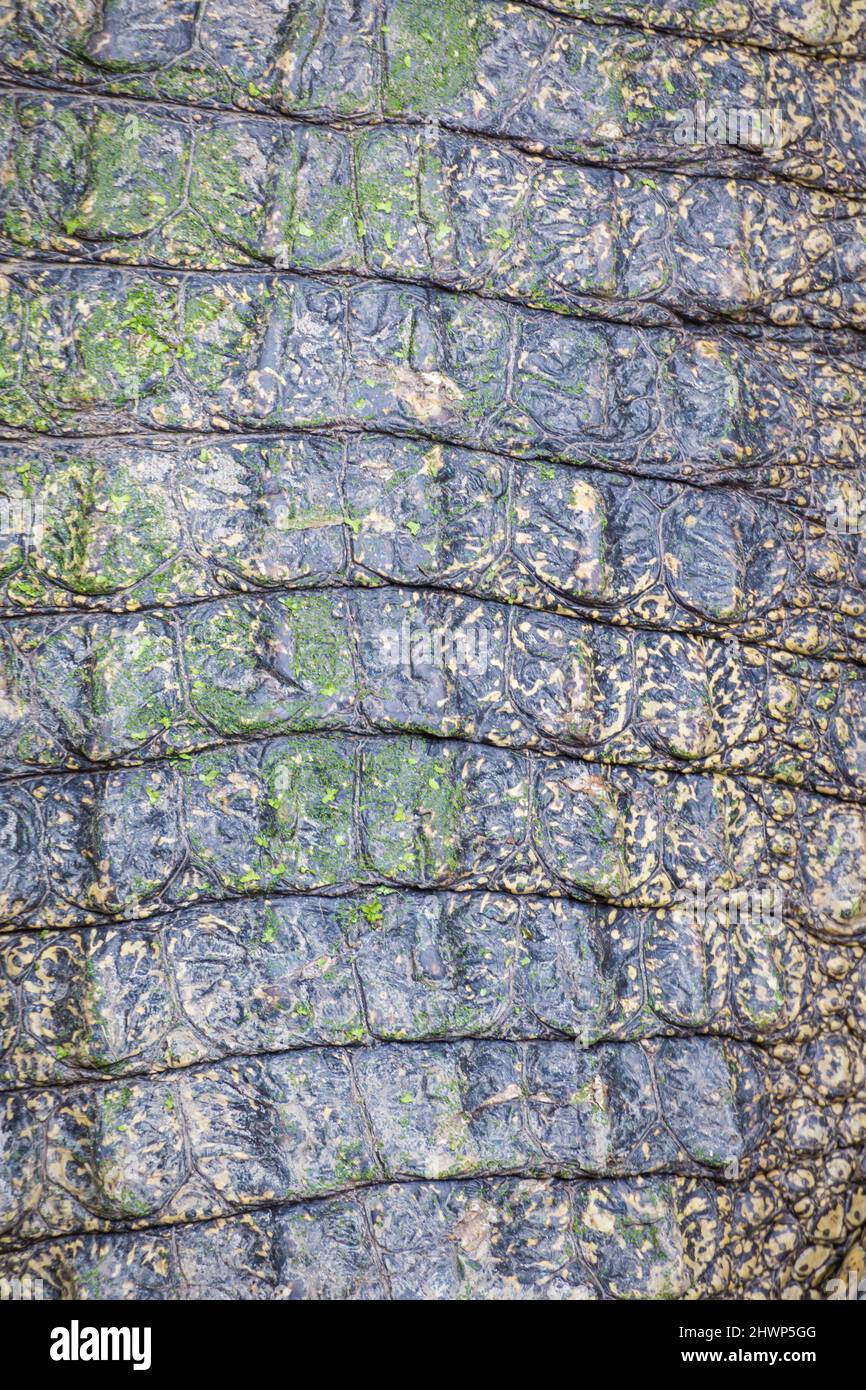 Crocodile texture skin with water background Stock Photo - Alamy