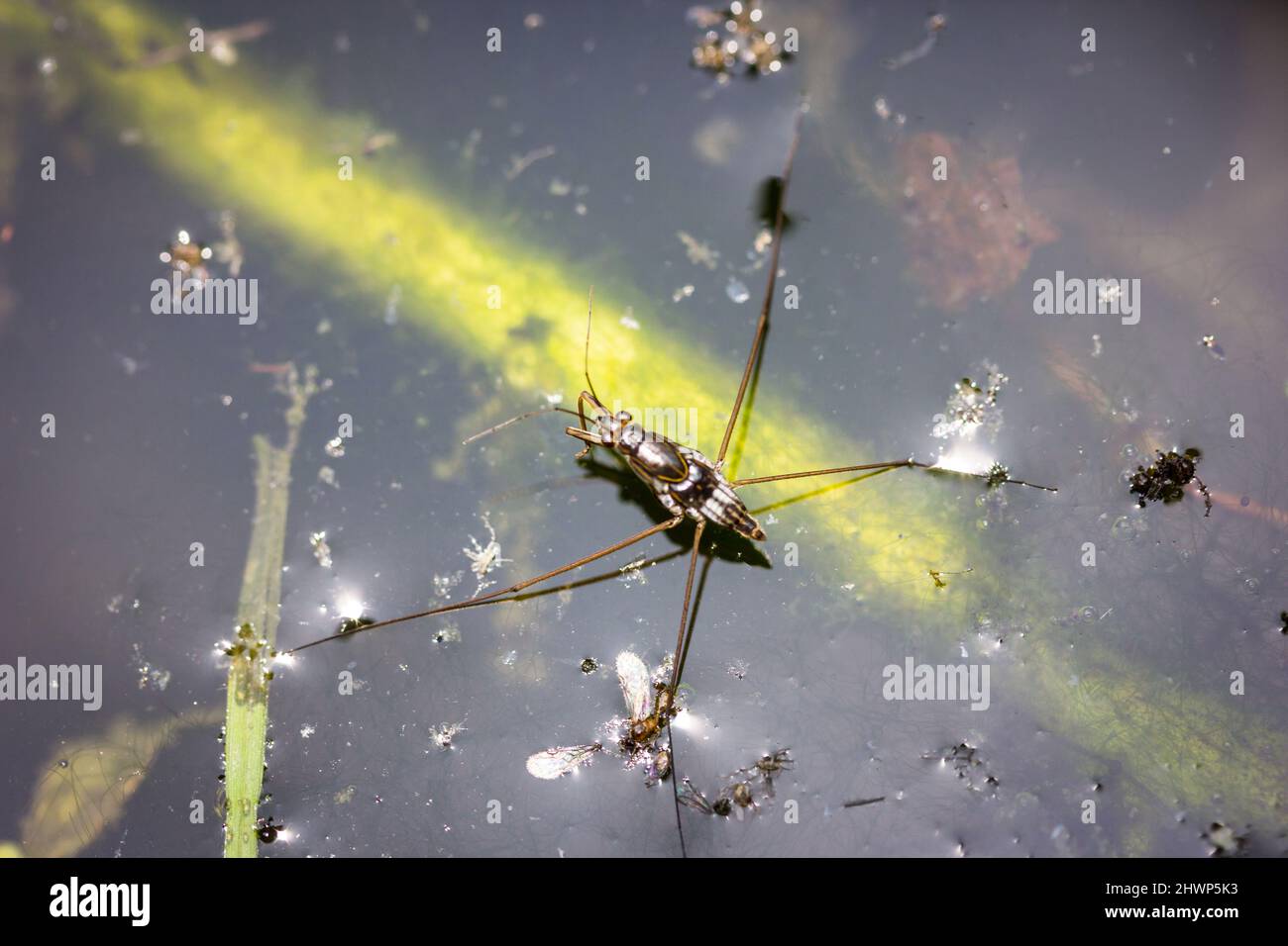 Spider on a pond hi-res stock photography and images - Alamy