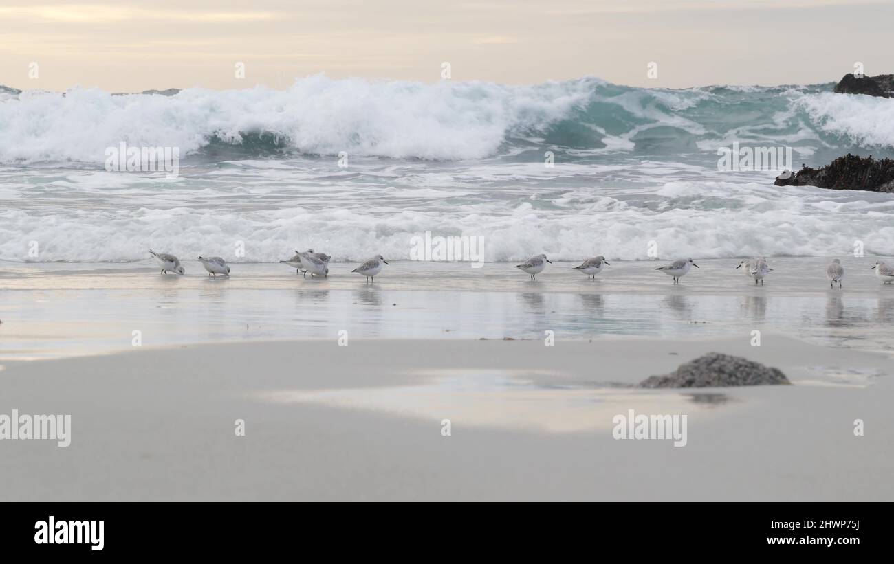 Piper bird hi-res stock photography and images - Alamy