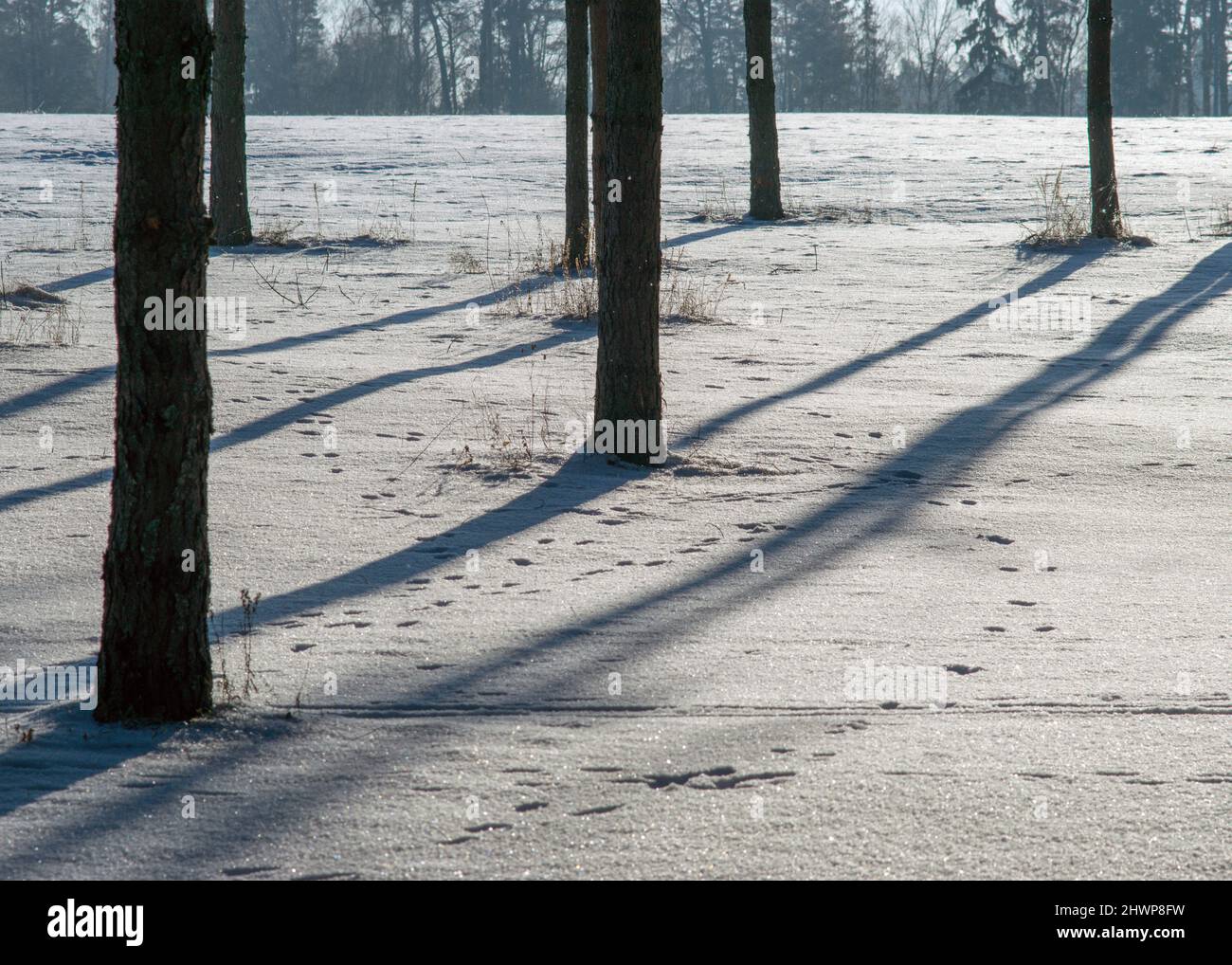 contrasting winter picture with dark tree trunks and shades on white ...