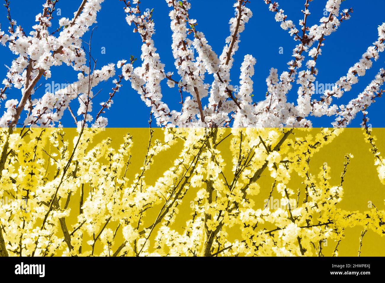 Flowering apricot tree branches against blue sky. Background in colors ...